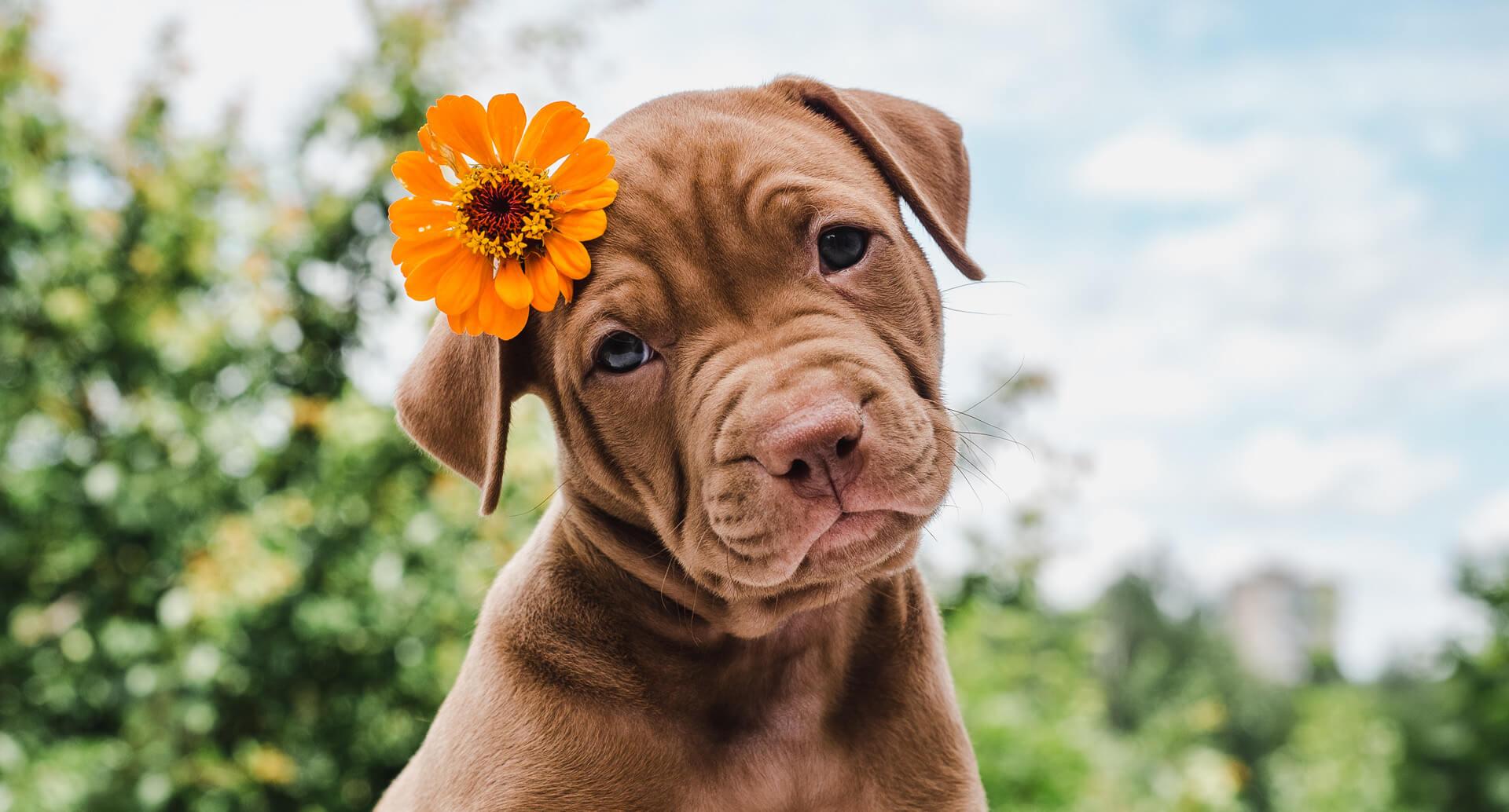 PetLovers 2025: las 5 tendencias que están revolucionando el mundo de ...